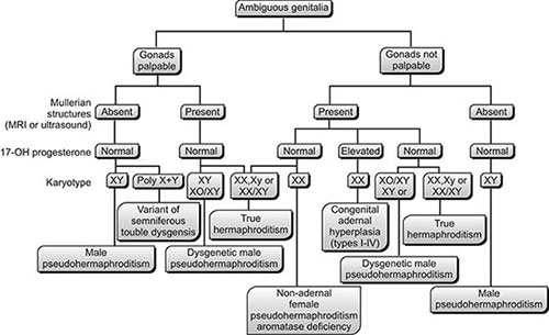 Pseudohermaphroditism