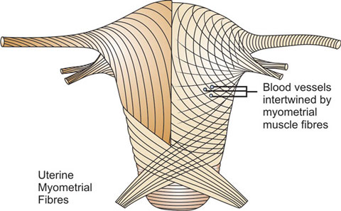 Myometrium Layers