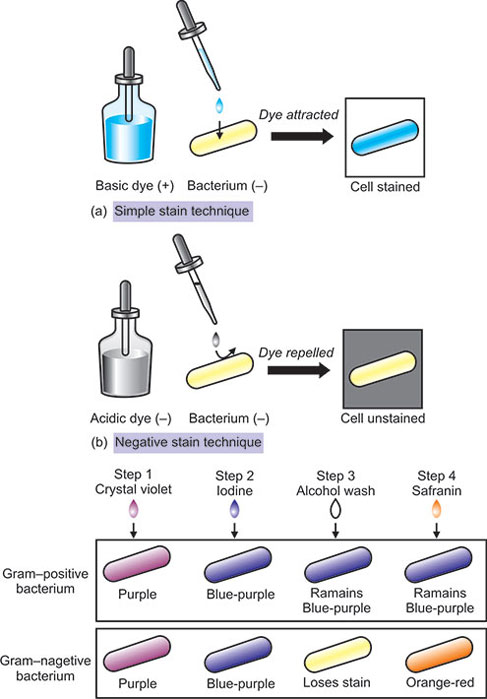 Gram Stain Chart Ghulam Dhabaan On X: "A Very Useful Flowchart To