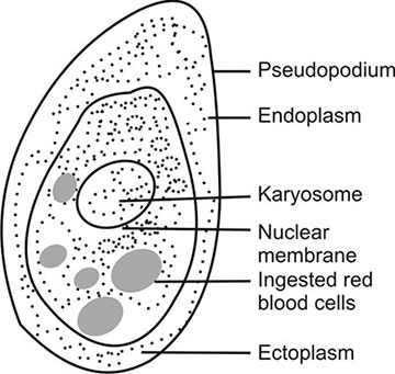 Entamoeba Coli Diagram With Label
