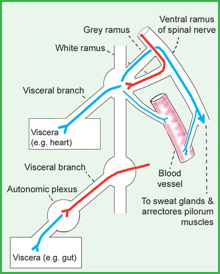 White Rami Communicantes