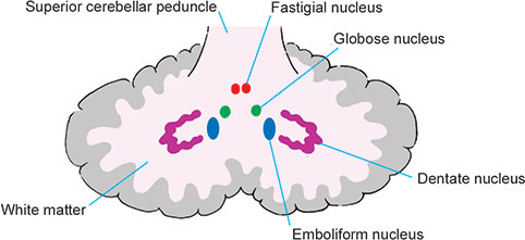 Cerebellar Nuclei