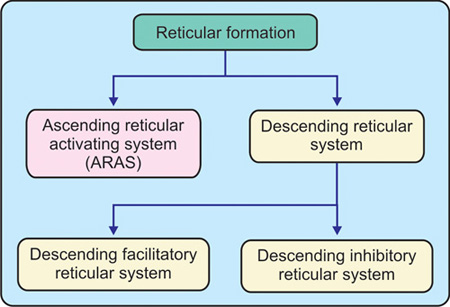 Descending Reticular Activating System Reticular Formation, Reticular