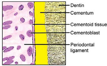Cementum Histology