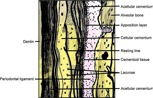 Excementosis Cementum: Structure, Function, And Types In Dental