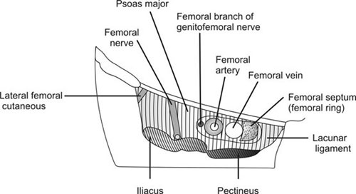 Femoral Septum