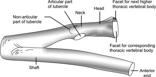 Articulacao Vertebrocostal