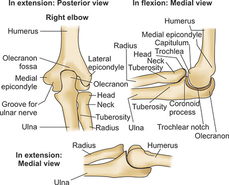 Coronoid Fossa Of Right Humerus