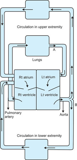 Circulatory System Box Diagram
