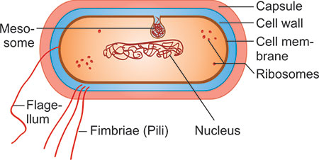 Structure Of A Generalized Bacterial Cell