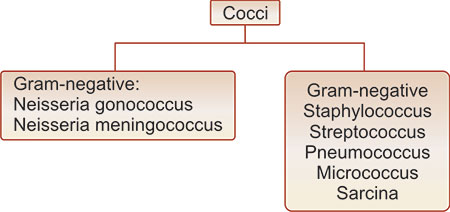 Gram Positive Coccobacilli List
