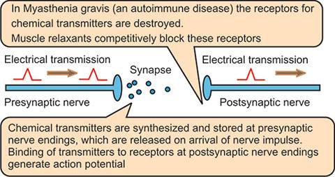 Nerve Impulse Action Potential