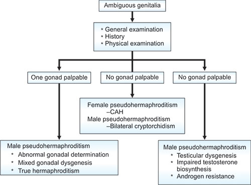 Pseudohermaphroditism