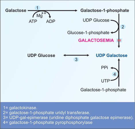 Galactose Metabolism