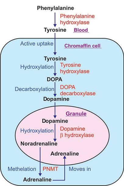 Adrenal Medulla Epinephrine