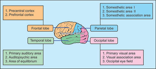 Association Areas Vs Primary