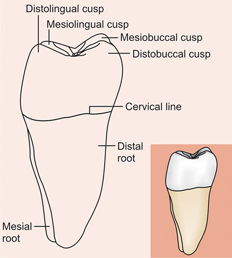 JaypeeDigital | eBook Reader