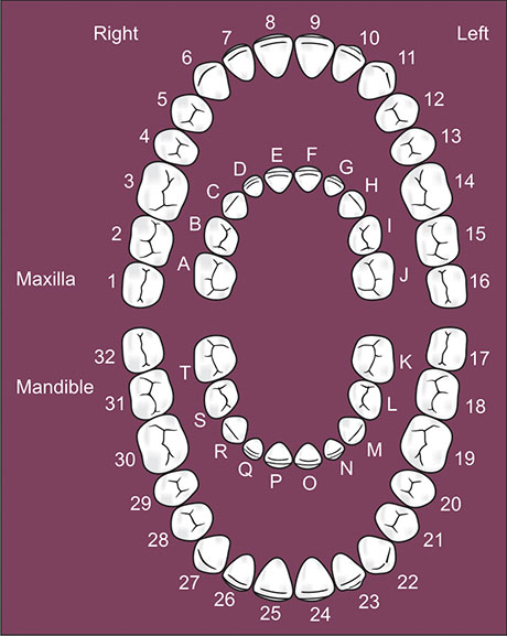 Palmer Notation Numbering System Permanent Maxillary & Mandibular