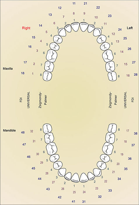 Universal Tooth Numbering System Chart Printable Tooth Numbering Chart