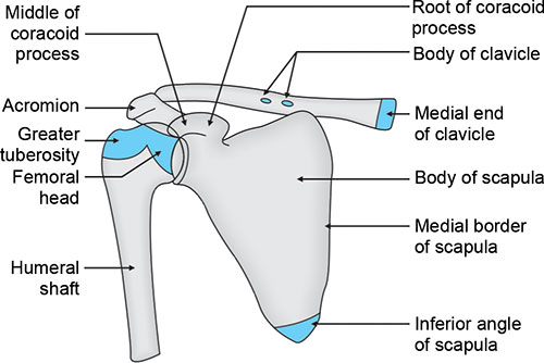 Coracoid Process Of Scapula Is Which Epiphysis