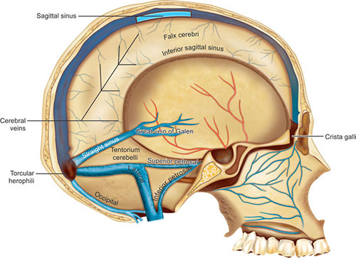 What Is Foramen Cecum