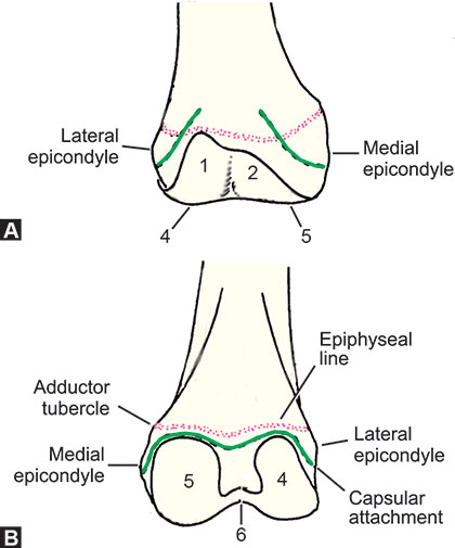 Lateral Epicondyle Femur Attachment