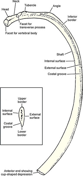 Diagram Of The Typical Rib