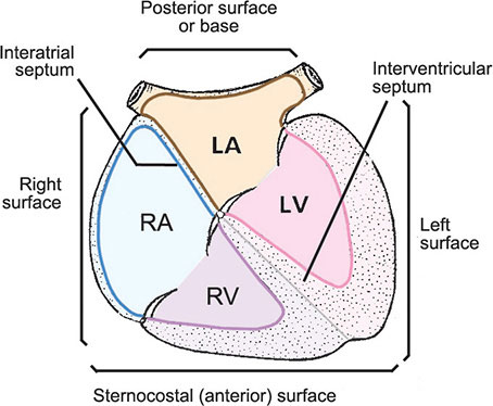 Interatrial Septum And Interventricular Septum