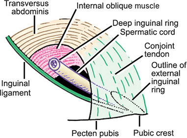 Pecten Pubis Conjoint Tendon