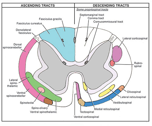 Rubrospinal Tract Diagram