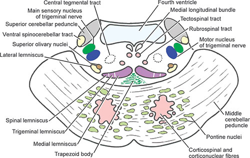 Transverse Section Through The Lower Part Of Pons
