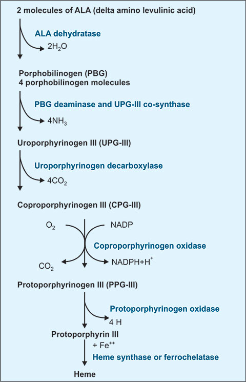 Heme Synthesis Pathway Porphyria
