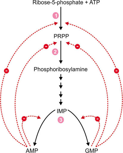 Purine Synthesis Regulation