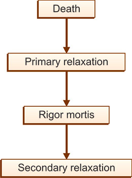 Diagrama De Rigor Mortis Rigor Mortis Stages In Humans