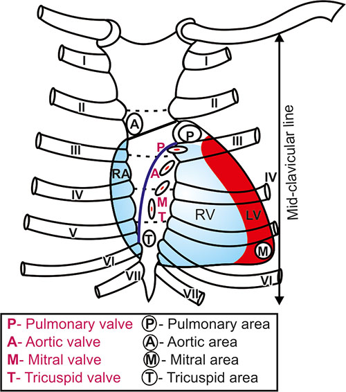 Heart Valves Surface Anatomy