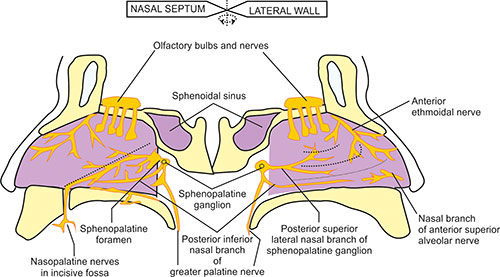 Sphenopalatine Nerve Course