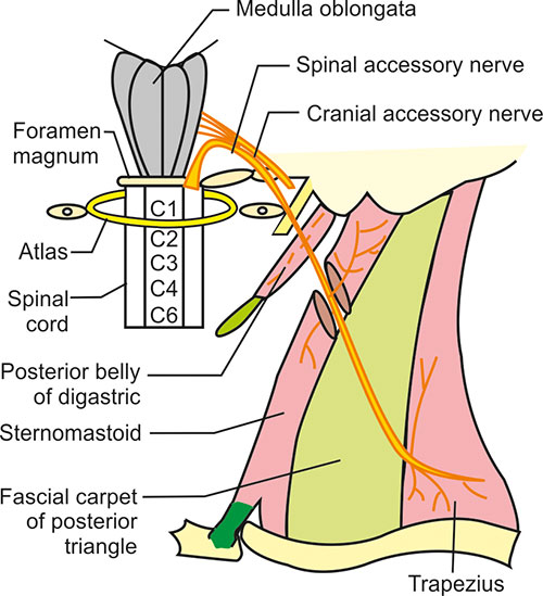 Accessory Nerve Pathway