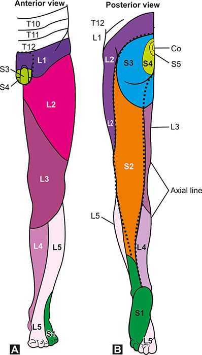 Dermatomes Lower Extremity