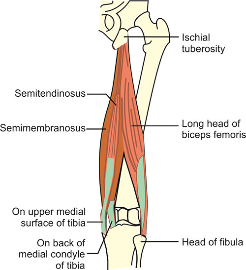 Ischial Tuberosity Muscles Posterior View Of The Left Thigh Showing