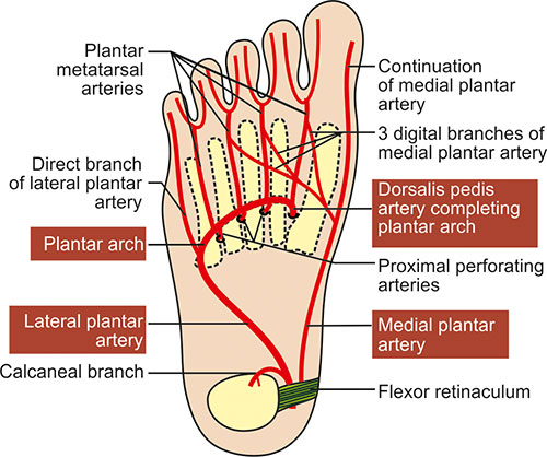 Medial Plantar Artery Abductor Hallucis (MPN) Anatomy Orthobullets