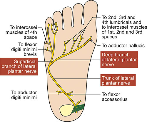 Plantar Interossei
