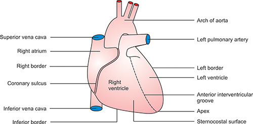 Borders Of The Heart Anatomy Free Free Heart Border, Download Free