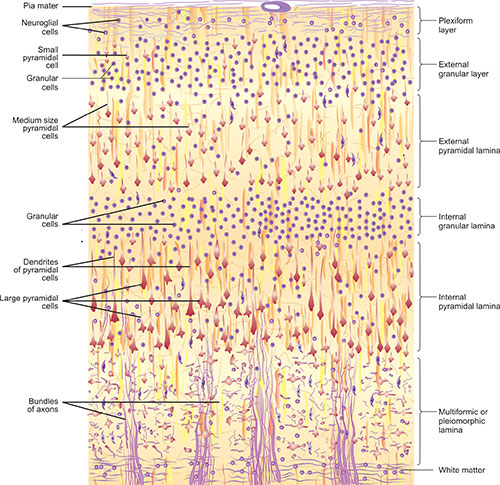 Pyramidal Cells Histology Histology Qualifier Review Medicine 2 With