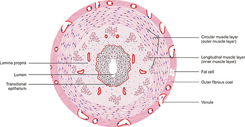 Ureter Histology Labeled UrinarySytemCodeSnippet5