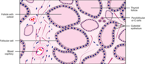 Thyroid Gland Slide Labeled Parafollicular Cells