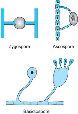 Ascospores And Basidiospores