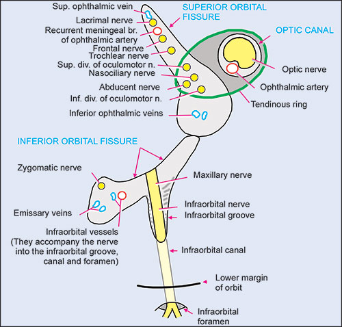 Structures Passing Through Superior Orbital Fissure