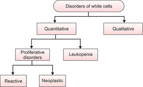 Ppt White Blood Cells Wbc Normal And Abnormal White Blood Cells (WBC)