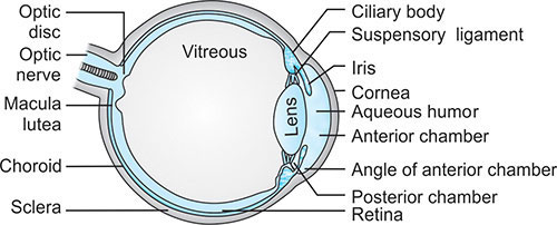 Arteria Ciliaris 10+ Ciliary Part Of Retina Stock Photos, Pictures