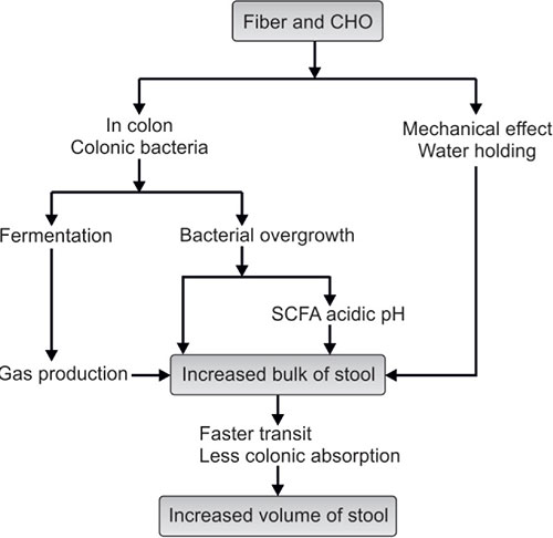 Defecation Process